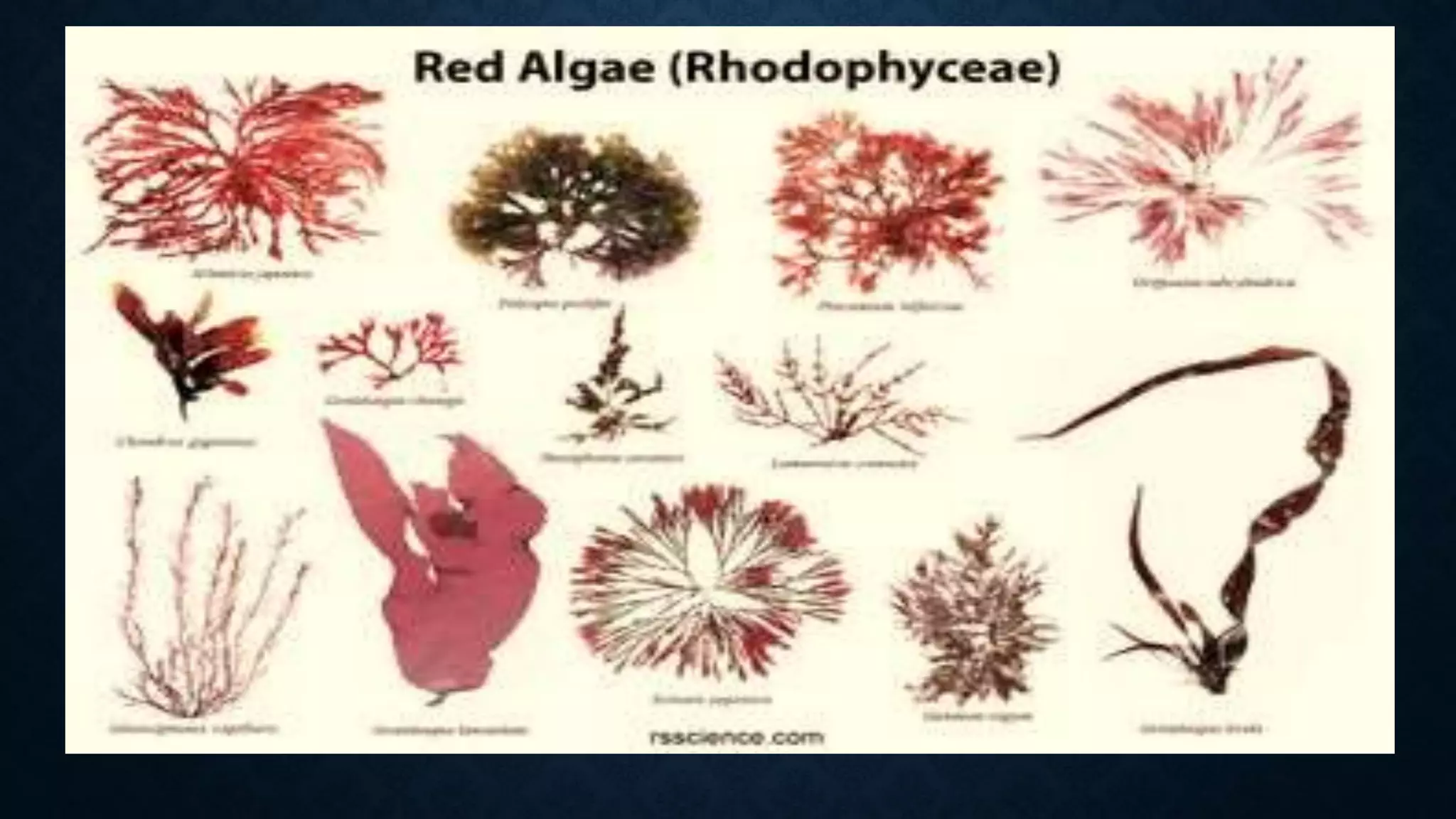 rhodophyceae-22MBO025.pptx