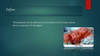 RHODOPHYTA . Occurrence And General Structure Of Rhodophyta | PPT