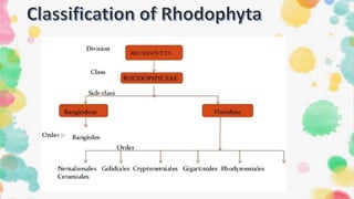 Rhodophyta | PPTX