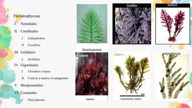Rhodophyta | PPTX