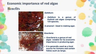 Red Algae Slide
