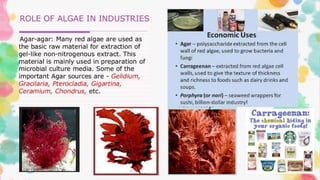 Red Algae Slide