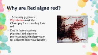 Red Algae Slide