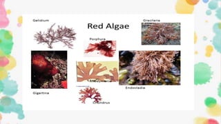 Red Algae Slide