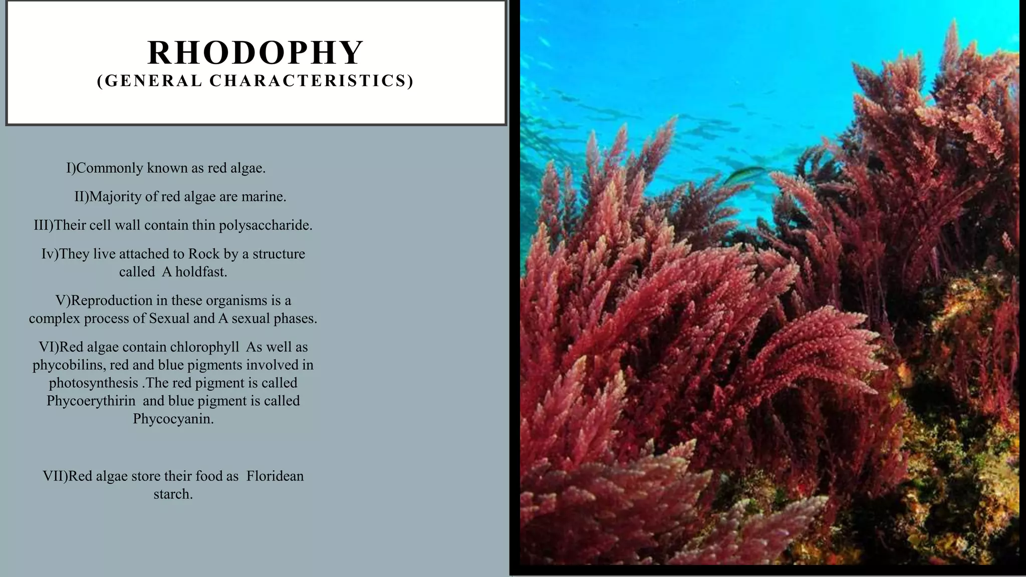 Rhodophyta .pptx