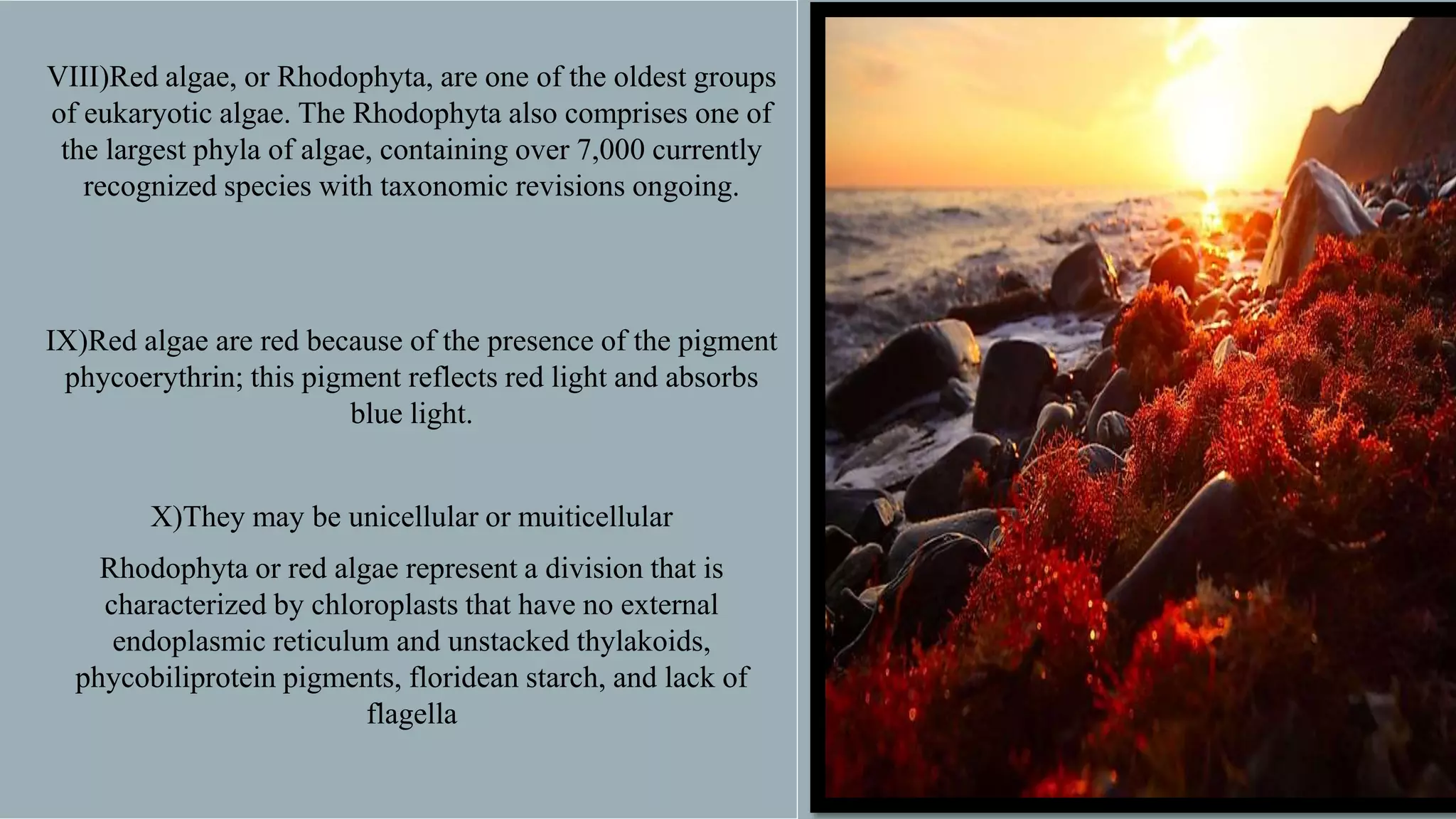 Rhodophyta .pptx