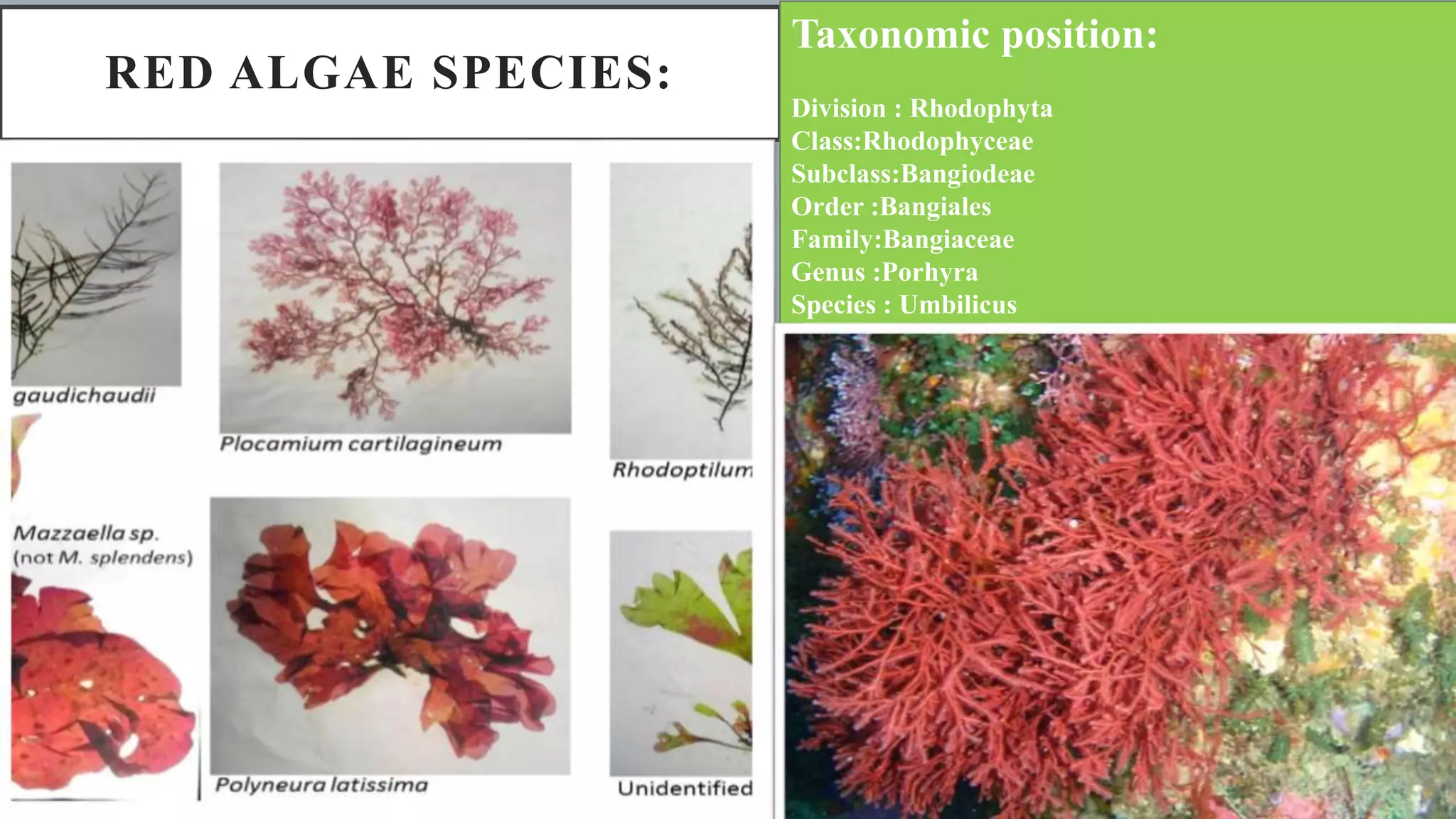 Rhodophyta .pptx
