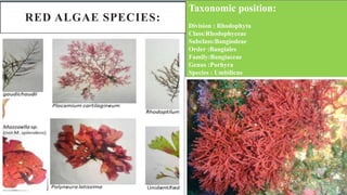 Rhodophyta .pptx