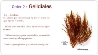 RHODOPHYTA (Morfología, reproducción, importancia).pdf