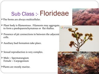 Rhodophyta | PPT