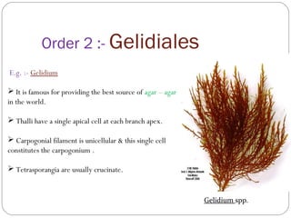 Rhodophyta | PPT