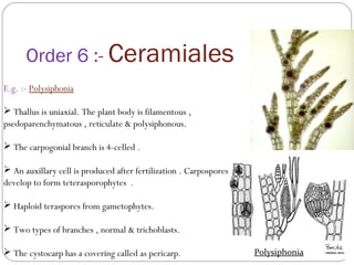 Polysiphonia Holdfast