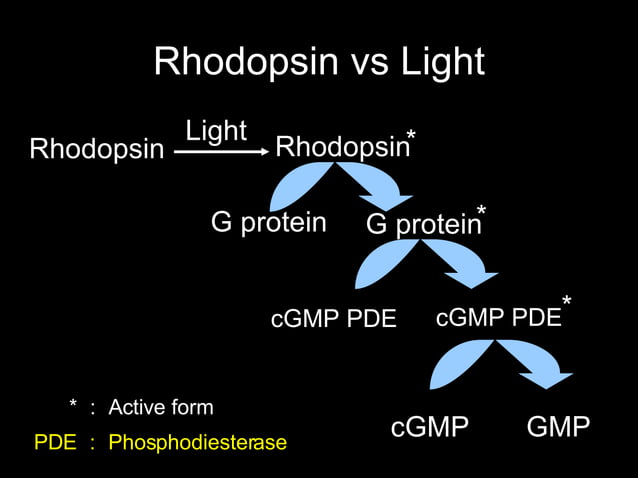 Rhodopsin | PPT