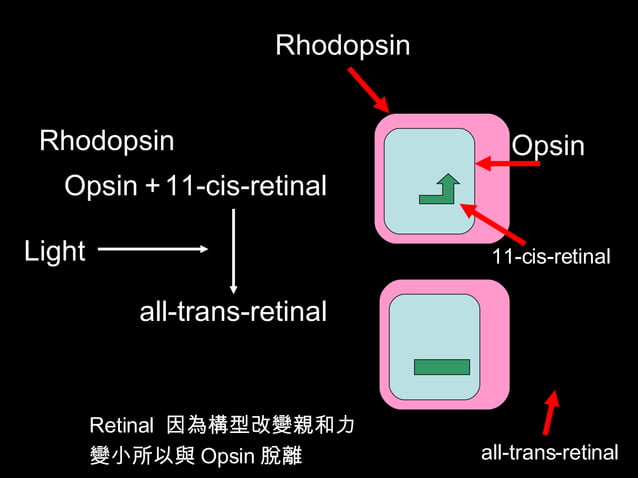 Rhodopsin | PPT