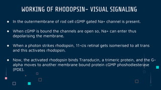 Rhodopsin Cycle Animation
