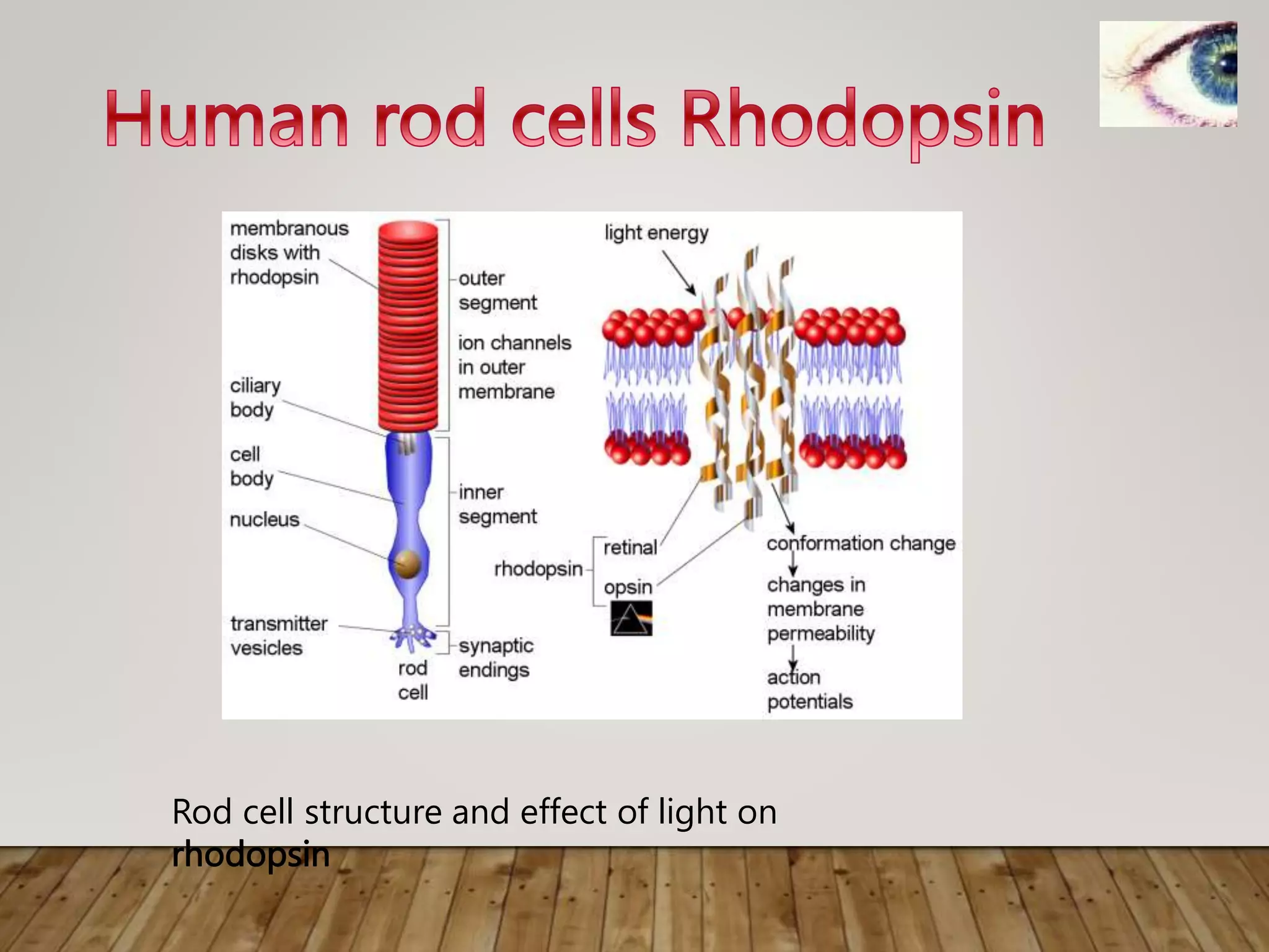 rhodopsin.pptx