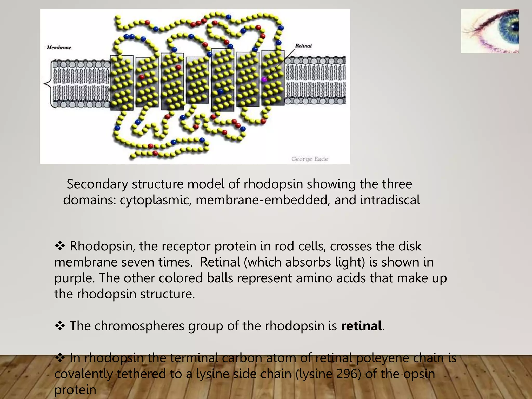 rhodopsin.pptx