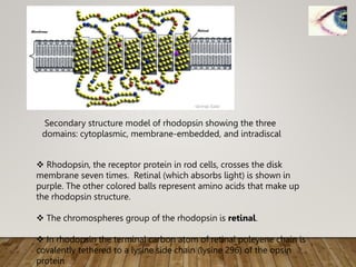rhodopsin.pptx