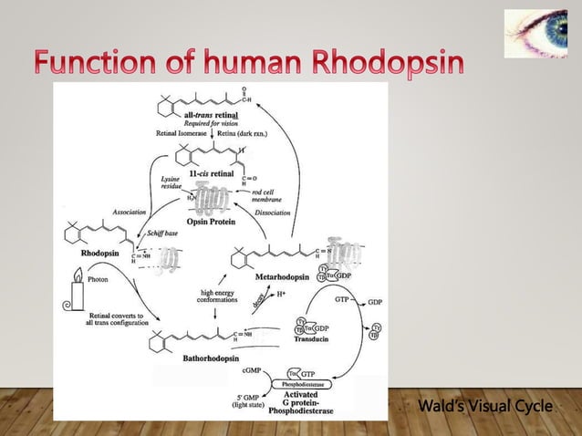 rhodopsin.pptx