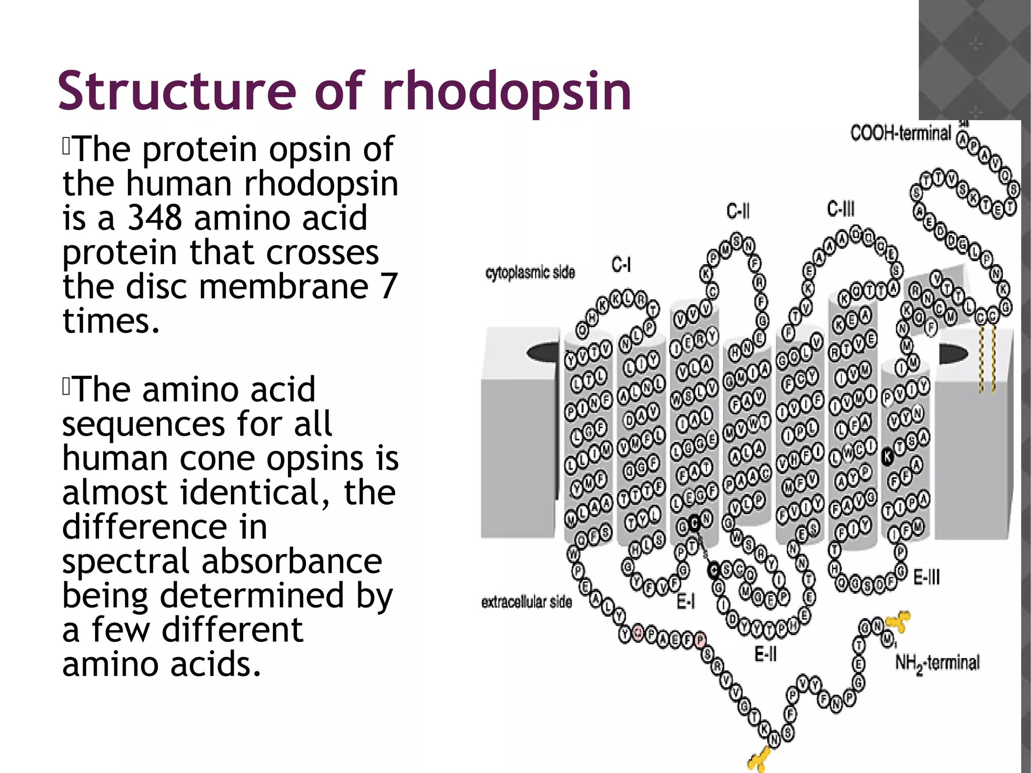 Rhodopsin cycle | PPT