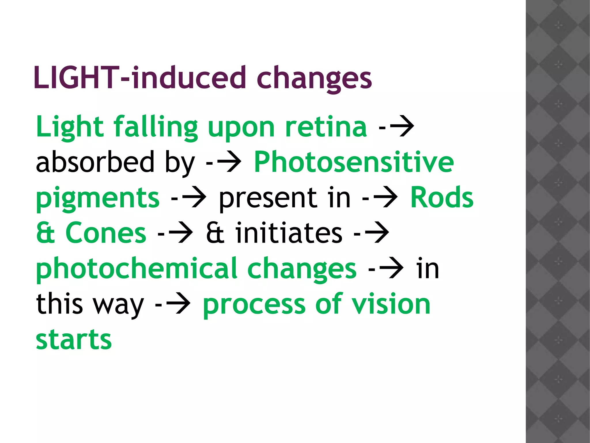 Rhodopsin cycle | PPT