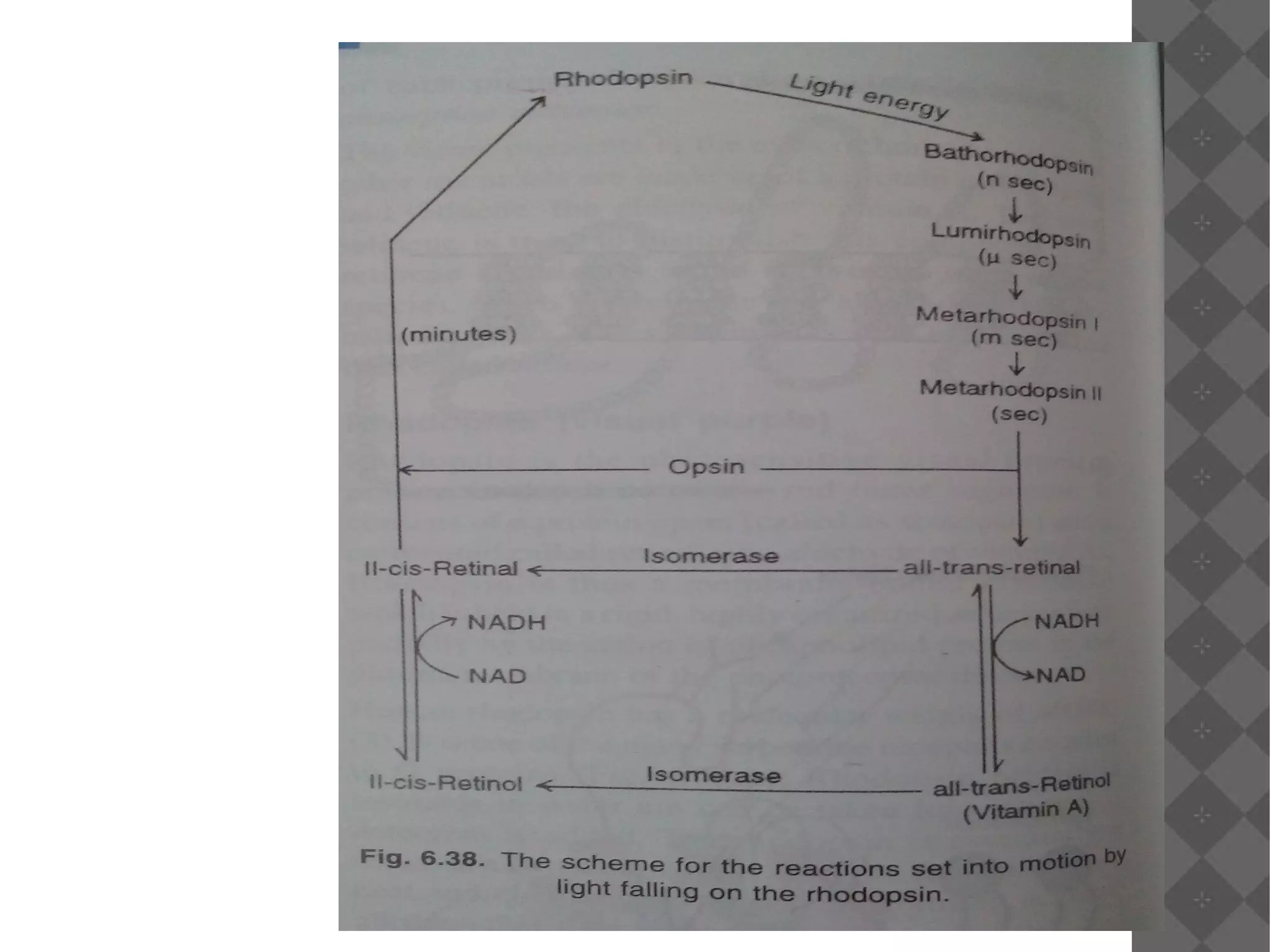 Rhodopsin cycle | PPT