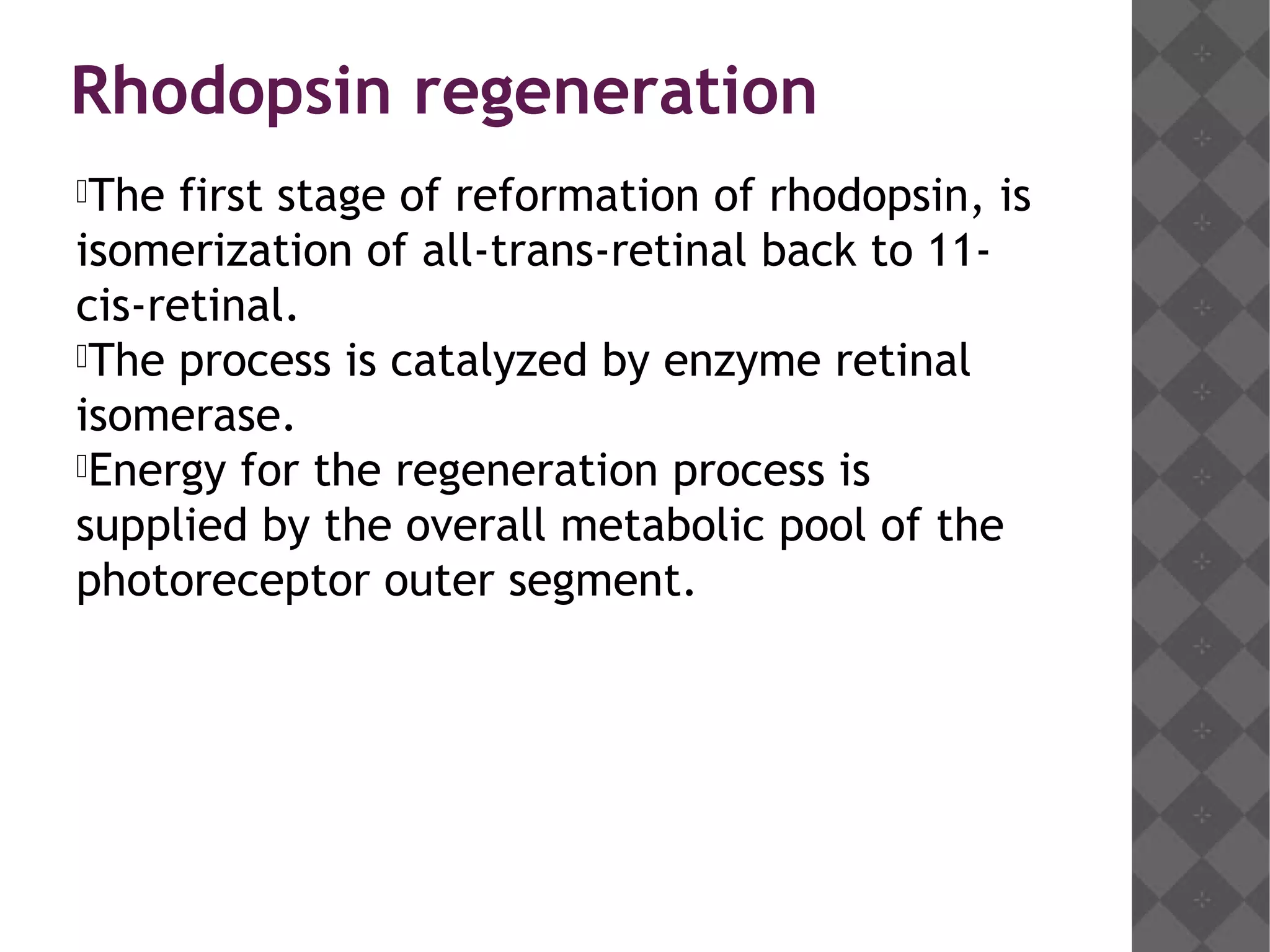 Rhodopsin cycle | PPT