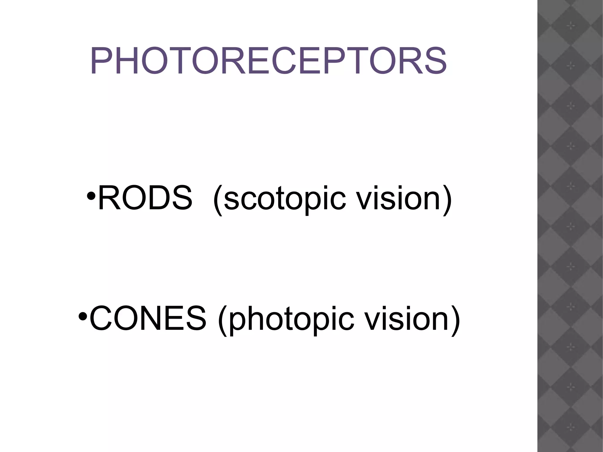 Rhodopsin cycle | PPT