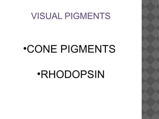 Rhodopsin cycle | PPT