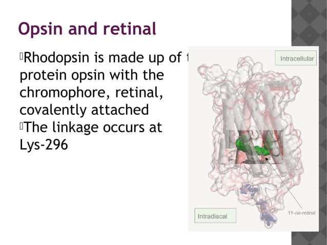 Rhodopsin cycle | PPT