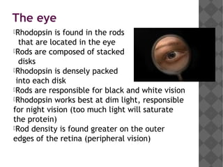 Rhodopsin cycle | PPT
