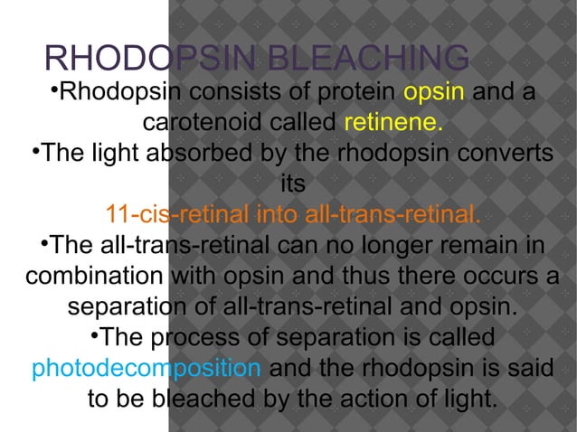 Rhodopsin cycle | PPT