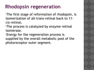 Rhodopsin cycle | PPT