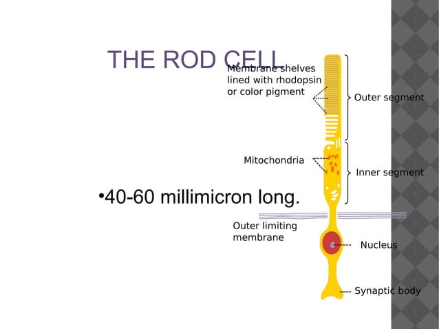 Rhodopsin cycle | PPT