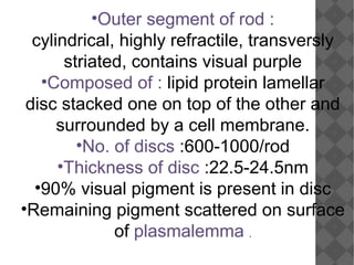 Rhodopsin cycle | PPT