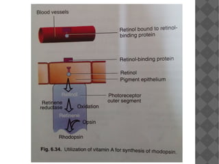 Rhodopsin cycle | PPT