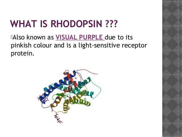 Rhodopsin cycle
