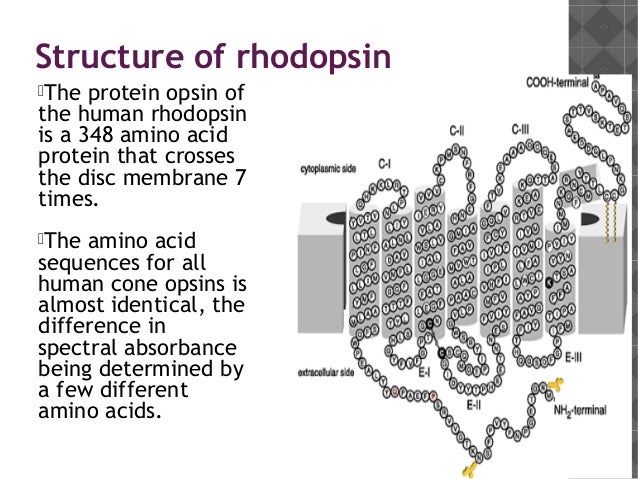 Rhodopsin cycle