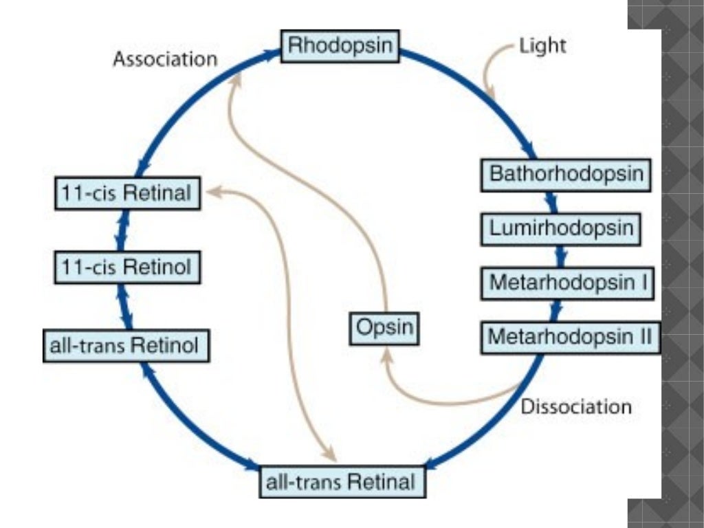 Rhodopsin cycle