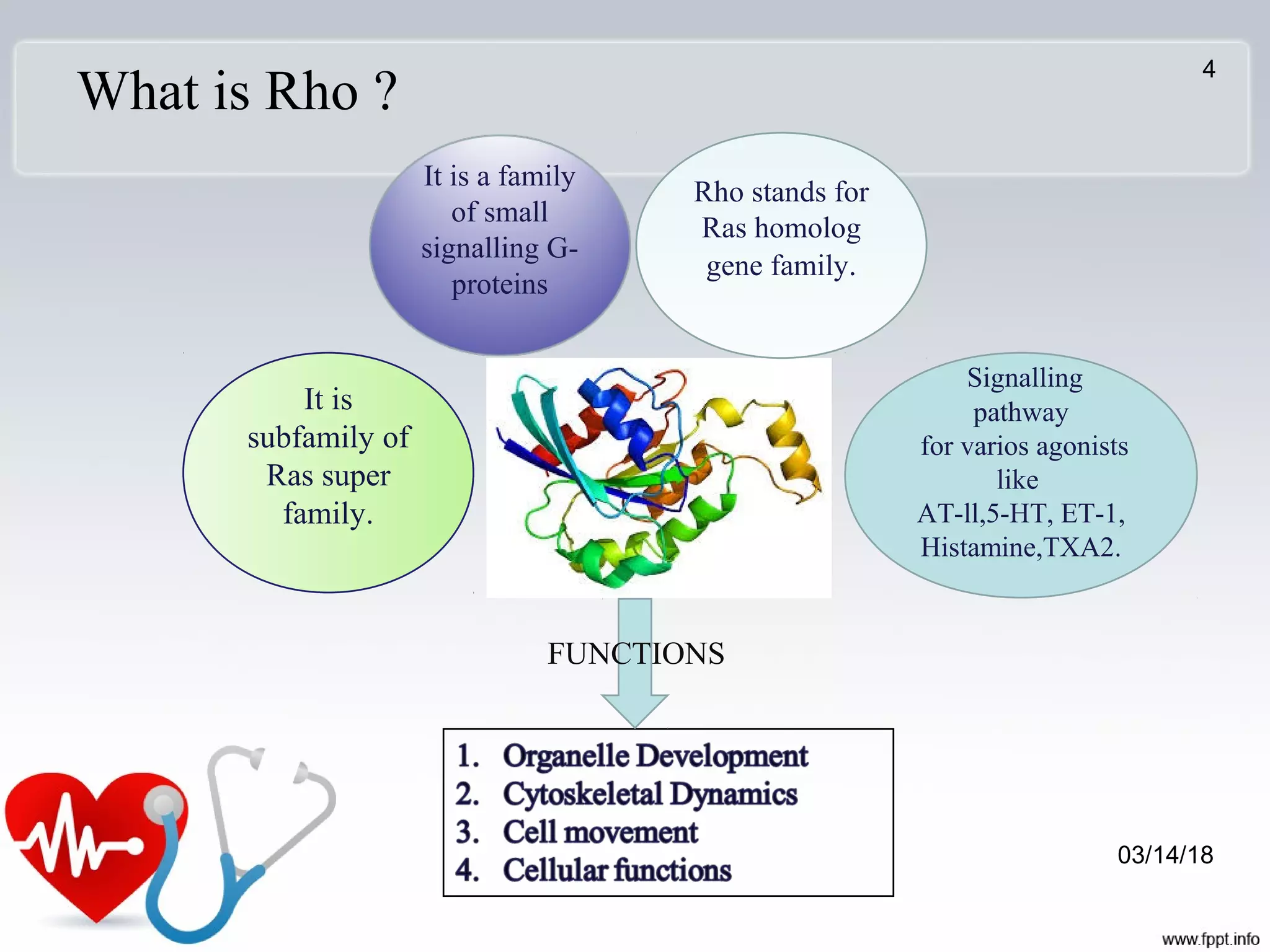 Rho kinase ppt. | PPT
