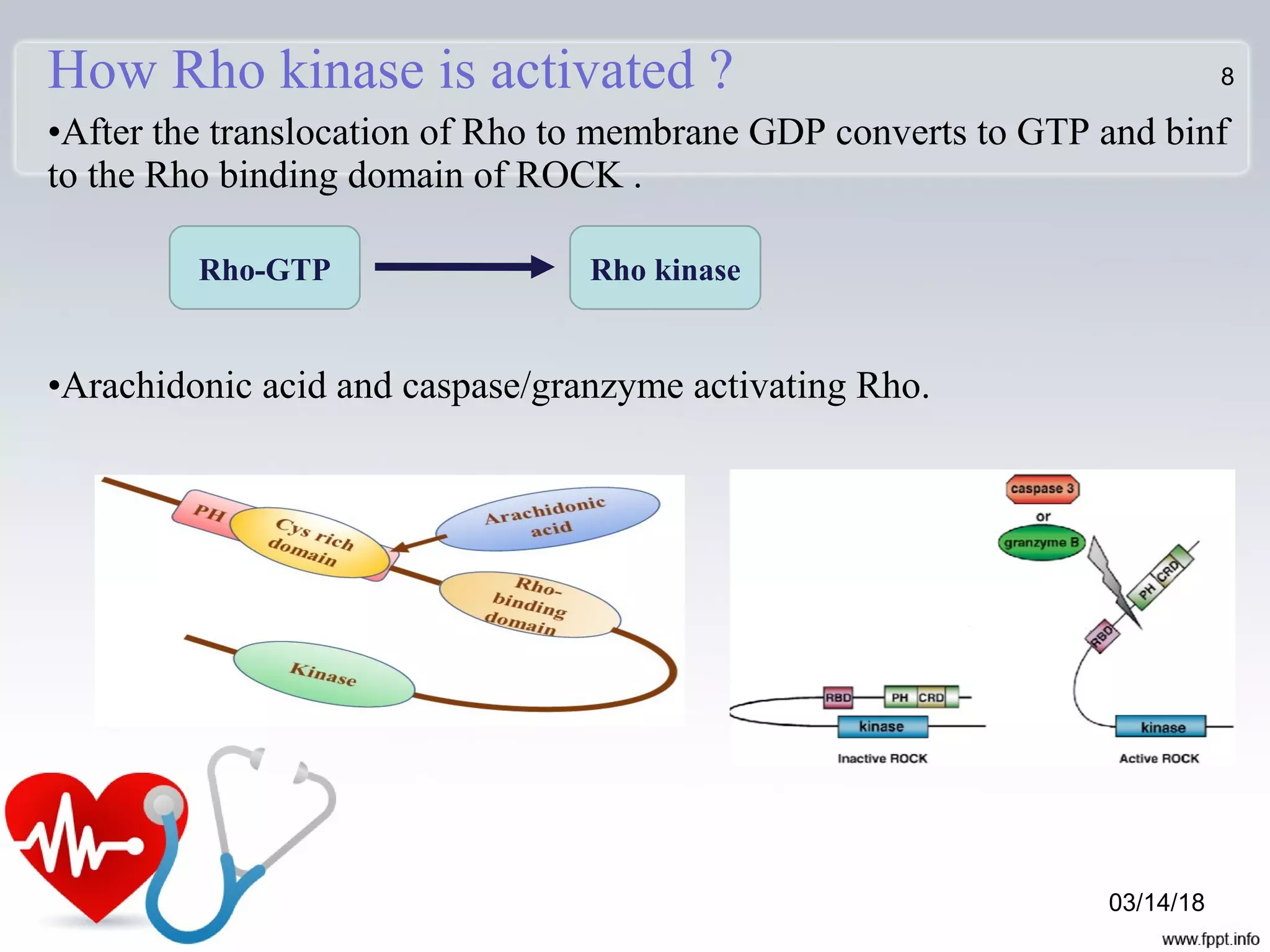 Rho kinase ppt. | PPT