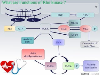 Rho kinase ppt. | PPT