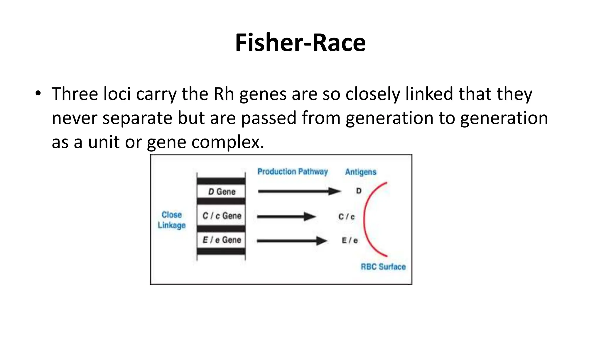 Rh Blood Group PowerPoint Presentation.. | PPTX