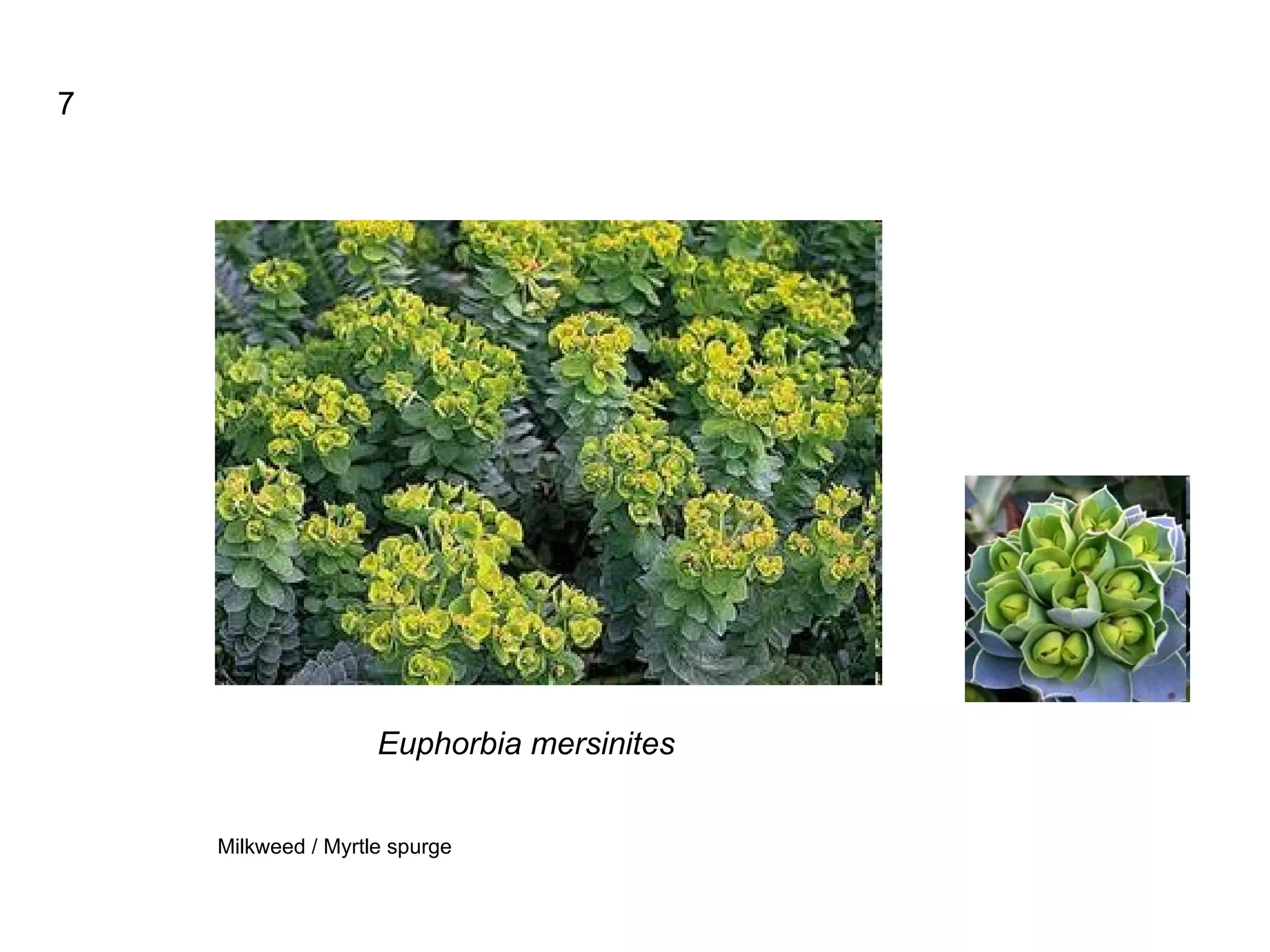 Rhs 2 Plant Idents Aquatic & Rock Plants | PPT