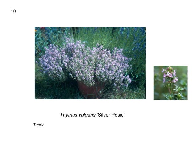 Rhs 2 Plant Idents Aquatic & Rock Plants | PPT