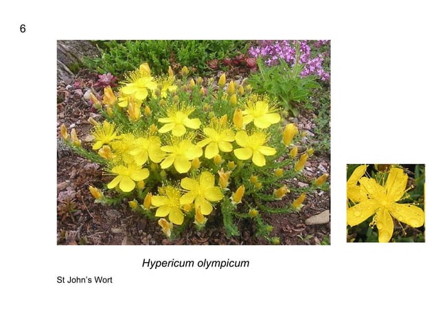 Rhs 2 Plant Idents Aquatic & Rock Plants | PPT