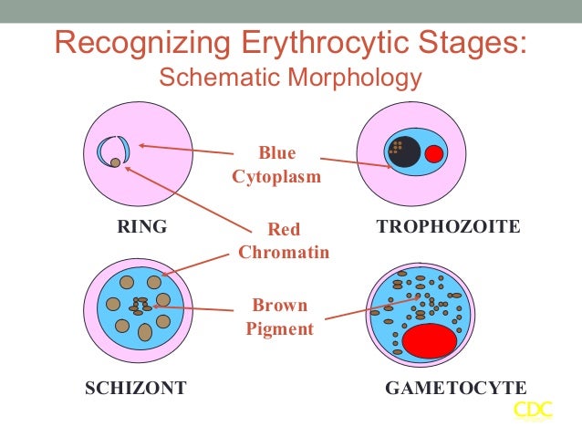 Rhsi 2015, Plasmodium species (Malaria)