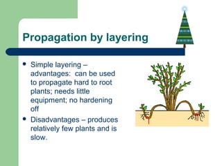 Rhs year 1 week 15 2013 | PPT