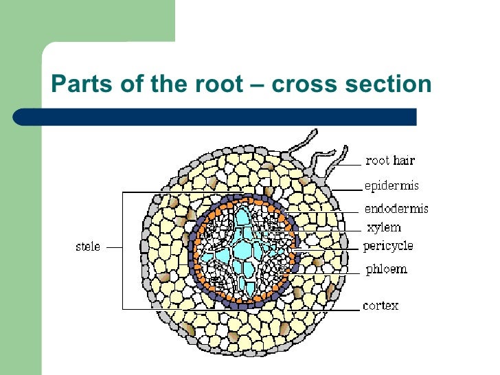 Rhs year 1 week 4 2011