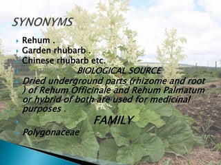 Rhubarb | PPTX